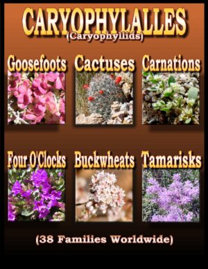 Caryophyllales - Discover Minerals